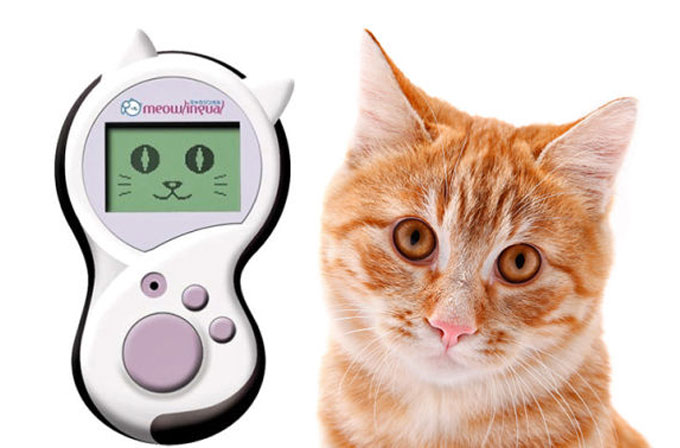 Meowlingual "kedi çevirmeni" kedileri anlamanızı sağlayacak - Hardware ...