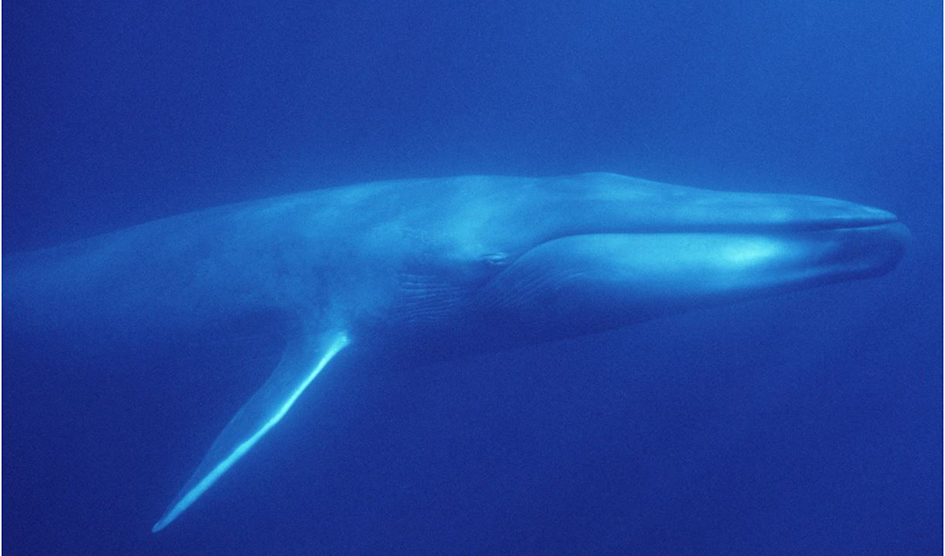 Mavi Balina'ya Karşı Bakanlık Tarafından Soruşturma! - Hardware Plus - HWP